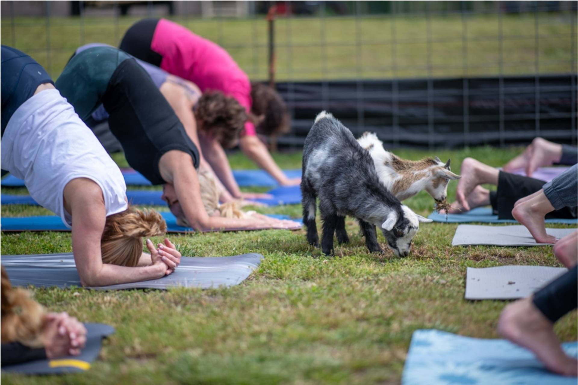 Yoga Classes - Homestead Yoga